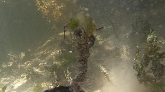mangrove island polychaete tube – Marine Field Ecology Course – Rutgers ...