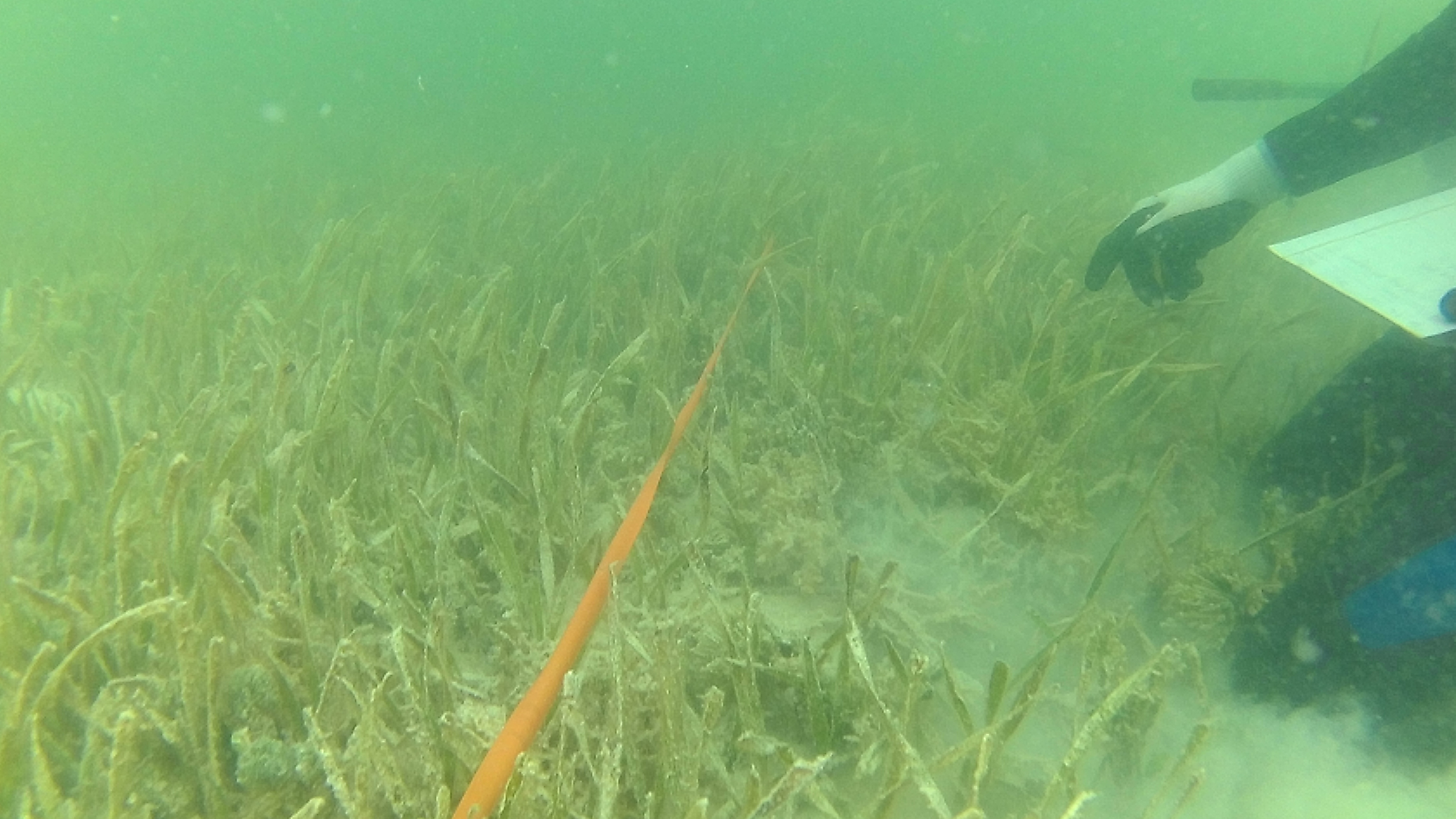 Learning field methods for biological surveys – Marine Field Ecology ...